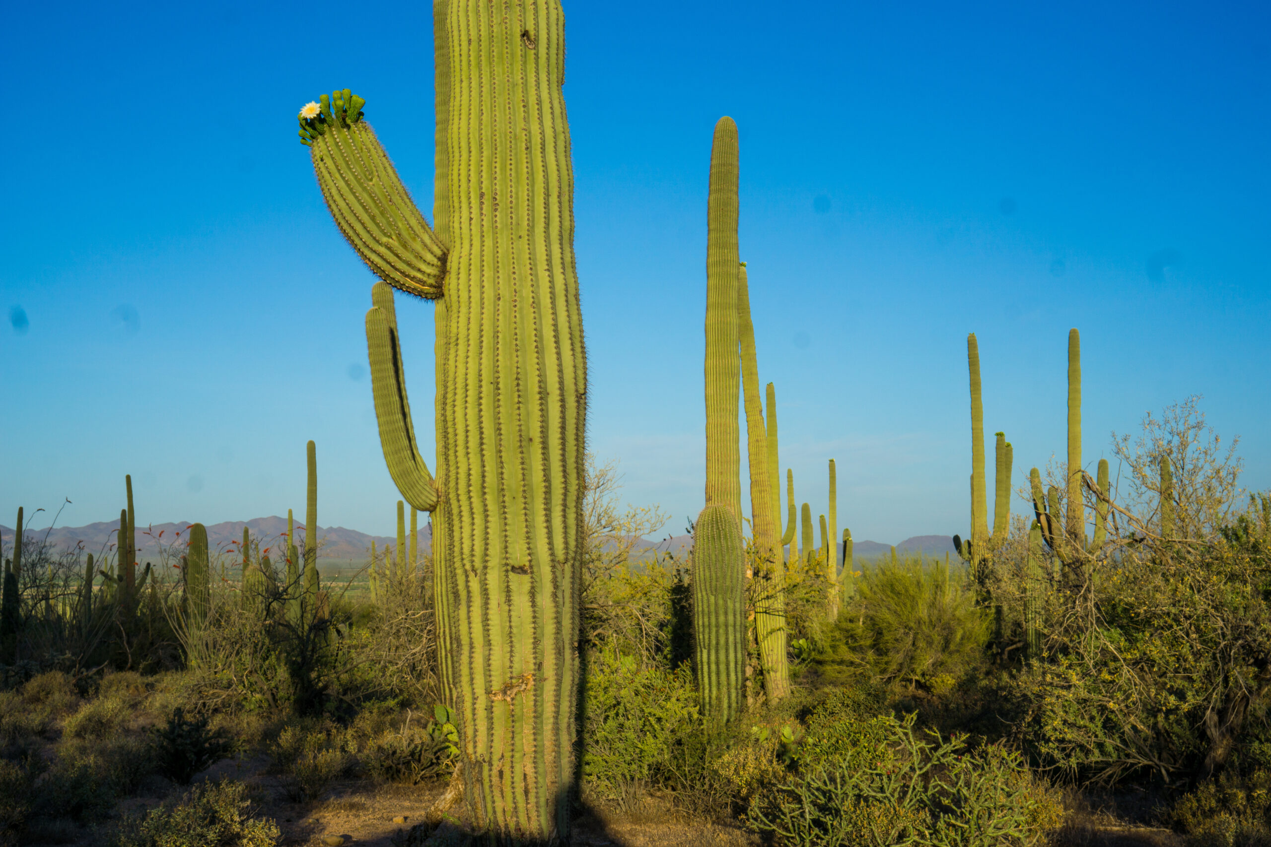 Guardians of the Desert: Discovering Saguaro National Park’s Iconic ...